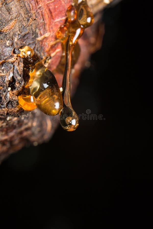 778 Pitch Pine Tree Photos - Free & Royalty-Free Stock Photos from ...