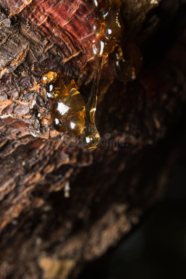 Drops of Amber Pitch Flow Down on Tree Stock Image - Image of fresh ...
