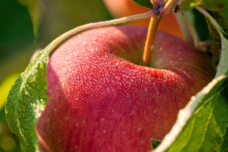 Red Juicy Solid Apple Fruit Lying Under Sunlight on Green Grass ...