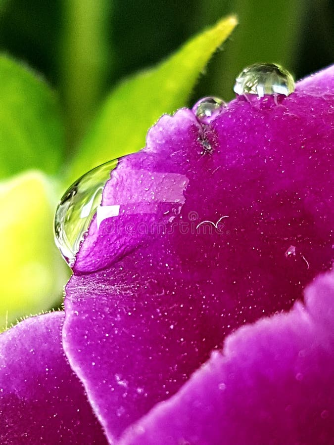 Drops stock image. Image of flower, drops, water, beautiful - 90936365