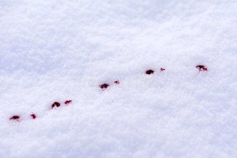 Blood drops in snow stock photo. Image of drops, bloodstain - 12645980