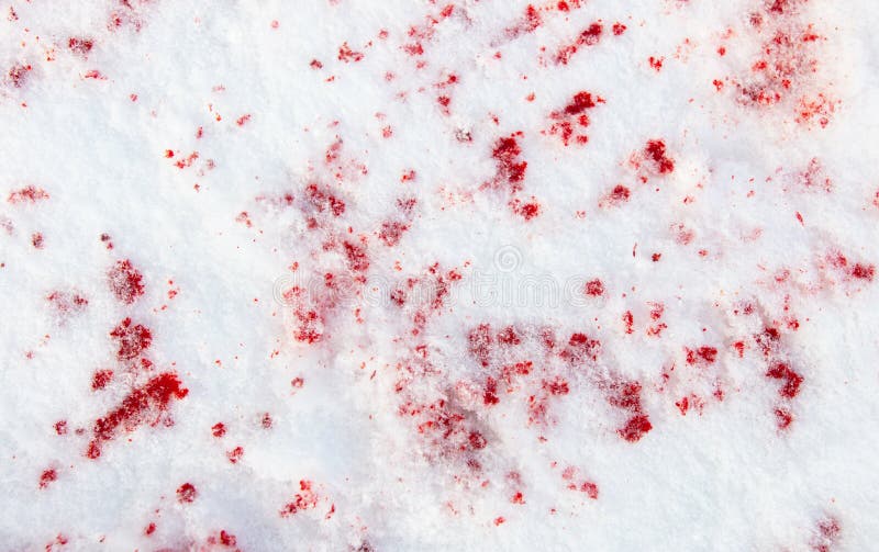 Drops of Blood on White Snow Stock Image - Image of white, love: 264190465