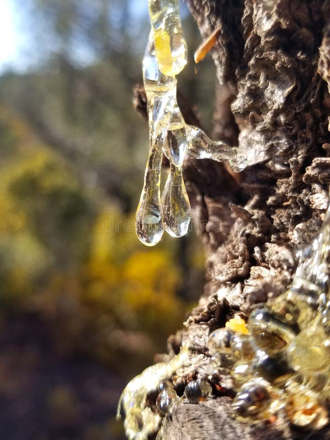 Drops of Clear Tree Resin in Sedona, Arizona Stock Image - Image of ...