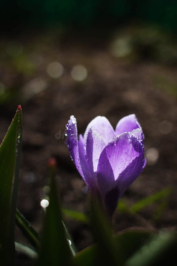 Drops on the Crocus in Macro Stock Image - Image of drop, leaf: 90482837