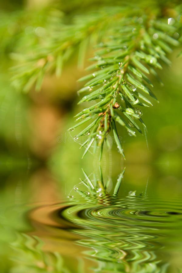 Drops of dew stock photo. Image of mist, close, herb, drop - 1140224