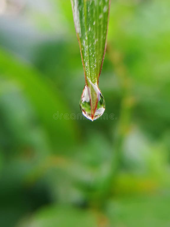 Drops of Dew Falling on the Grass. Stock Photo - Image of falling ...