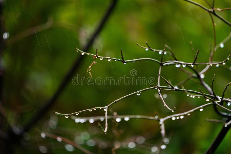 Drops of Dew Form on the End of Tree Branches during a Gentle Rain ...