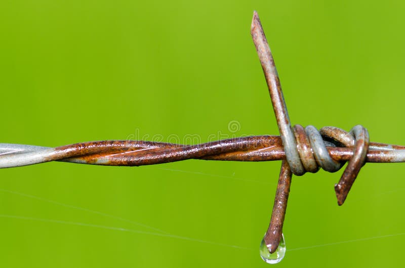 Drops of Dew Forming on a Crystal Clear Winter Old Rusty Wire. Stock ...