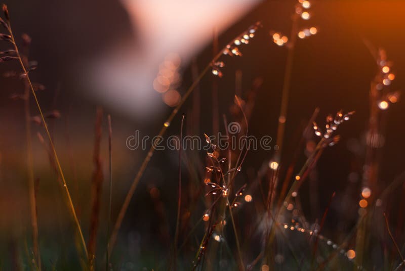 Dew on the Grass Glows at Sunset Stock Photo - Image of beautiful ...