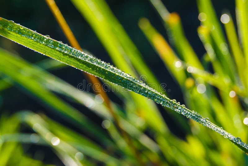 Drops of Dew on Grass. Summer Good Morning_ Stock Image - Image of ...