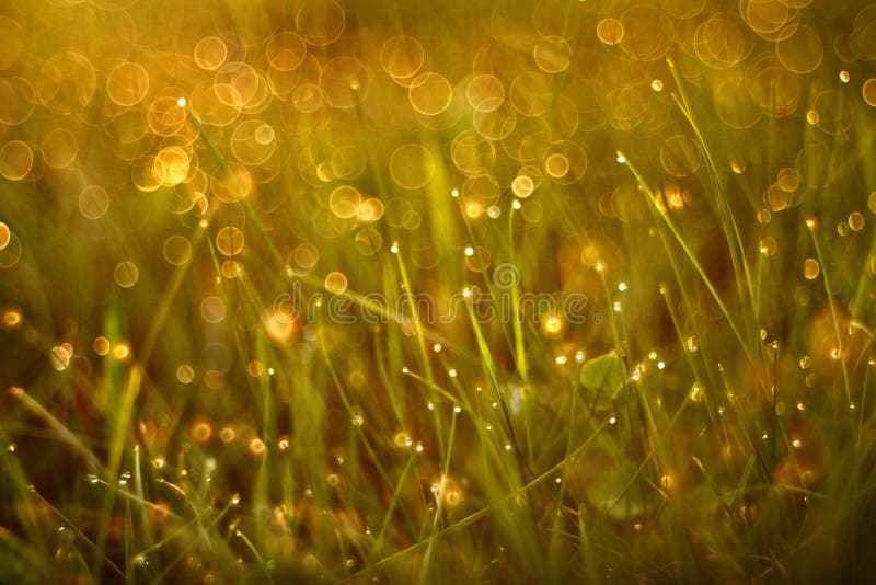 Drops of Dew on the Grass of Summer Stock Photo - Image of drop, meadow ...