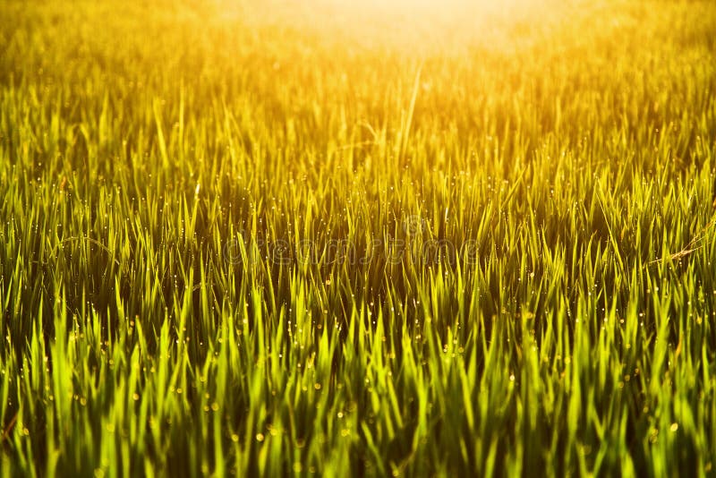 Drops of Dew on the Grass at Sunset Light of the Sun. Stock Image ...
