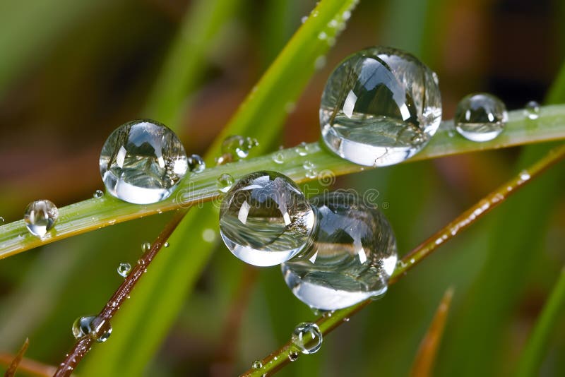Drops of Dew on a Green Grass. Neural Network AI Generated Stock ...