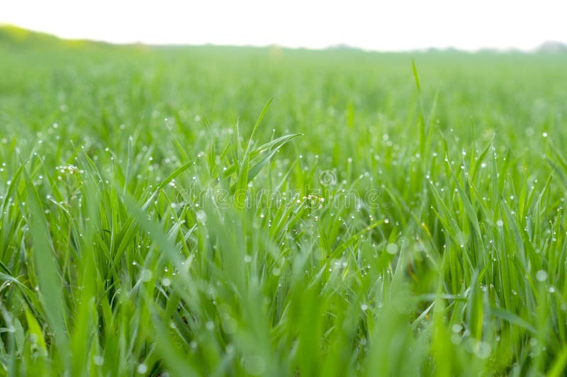 Drops of Dew on the Green Grass Stock Image - Image of liquid ...