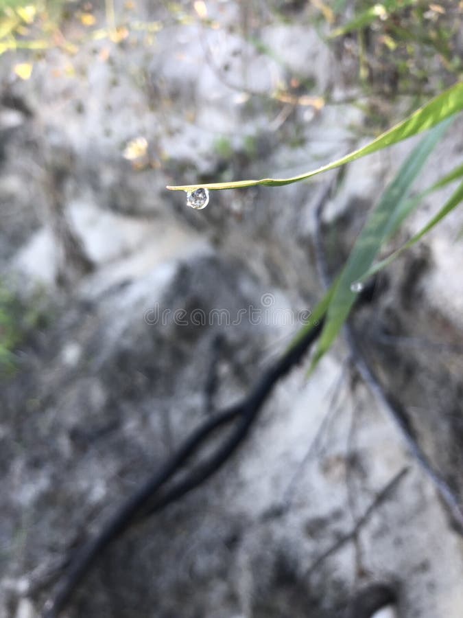 Drops of Dew stock photo. Image of tree, rock, forest - 229023238