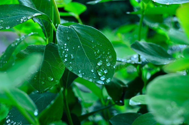 Drops of Dew and Mist on Young Leaves of Plants, Bushes and Shrubs ...