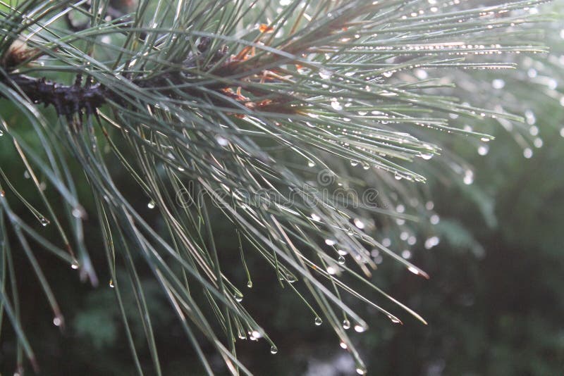 Drops of Dew on a Pine Tree Stock Photo - Image of view, cocð½ð°: 184431662