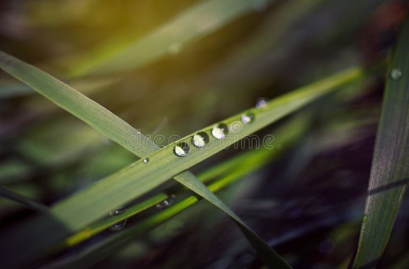 Drops of dew stock photo. Image of raindrop, drops, detail - 53107620