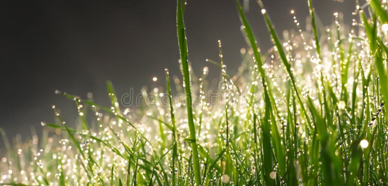 Drops of Dew on the Top of the Grass Bokeh Water Droplets Mist 3d ...