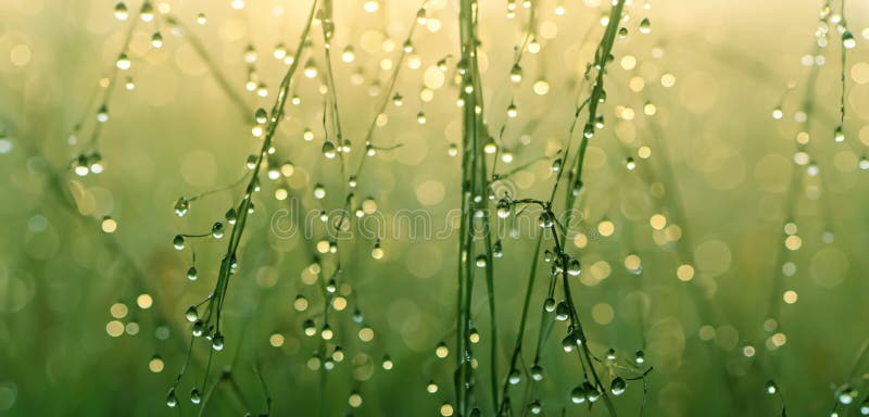 Drops of Dew on the Top of the Grass Bokeh Water Droplets Mist 3d ...