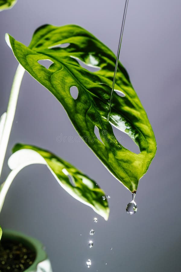 Drops Drip on the Leaves of Domestic Plants. Stock Photo - Image of ...