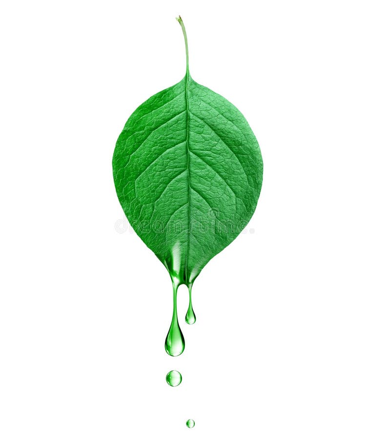 Drops Dripping from a Leaf Isolated on a White Background Stock Image ...