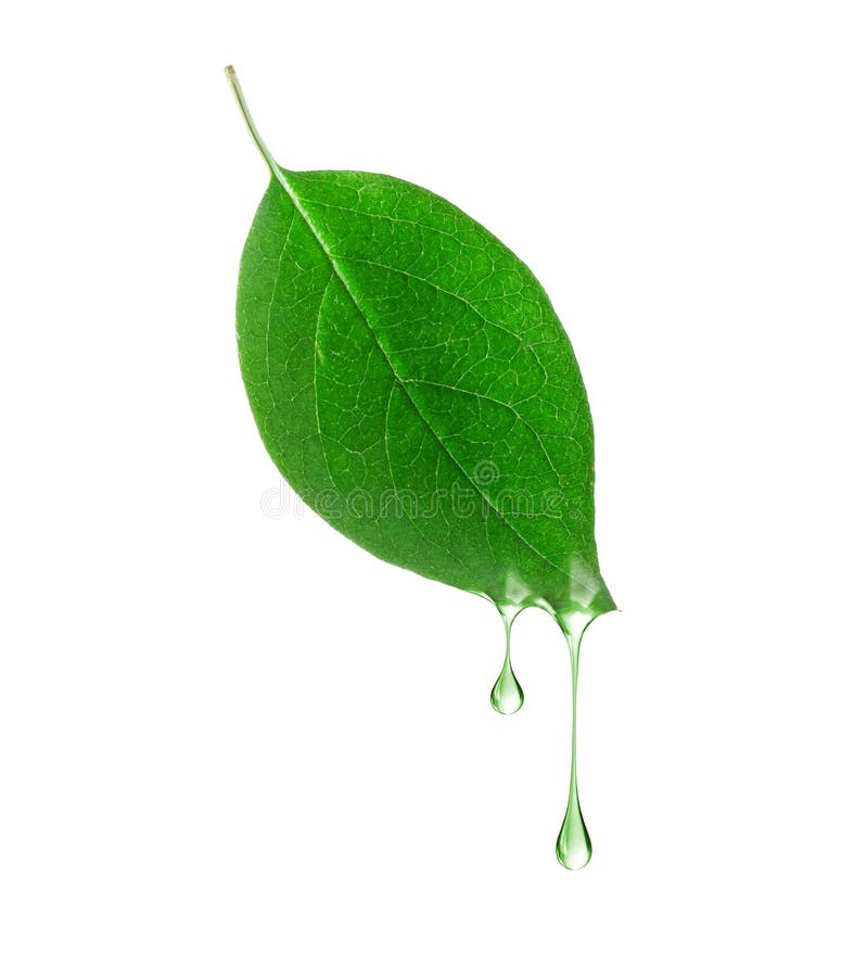Drops Dripping from a Leaf on a White Background Stock Image - Image of ...
