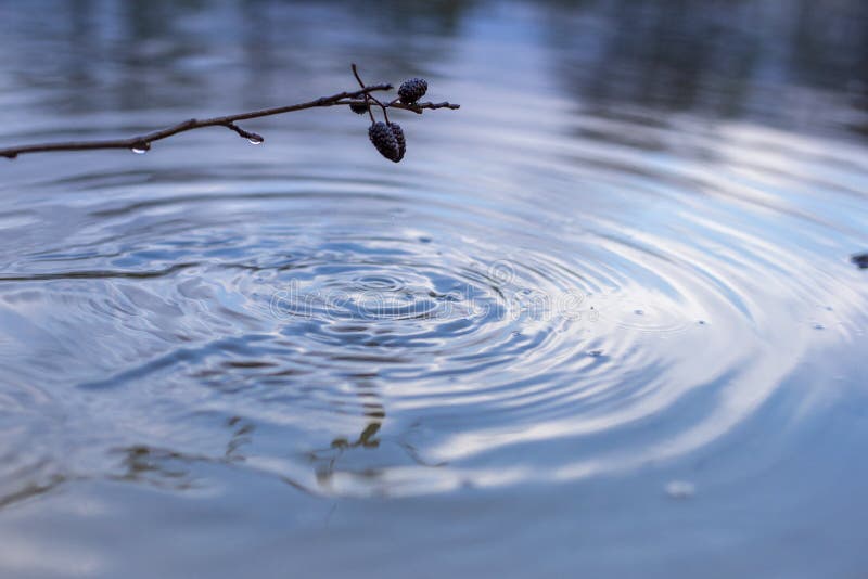Drops Dripping from a Branch Down To the River Stock Image - Image of ...