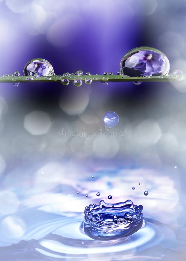 Drops stock photo. Image of leaf, macro, blossom, natural - 55638082