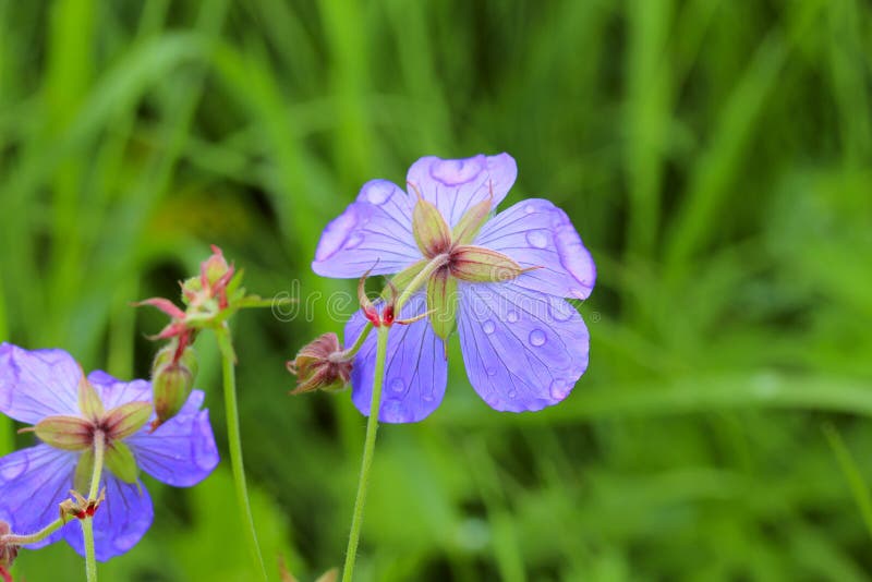 Drops on flower 2 stock image. Image of natural, drops - 117145293
