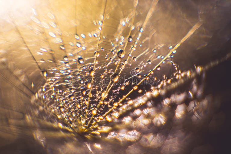 Drops on a fluff stock photo. Image of drop, rain, closeup - 95152972