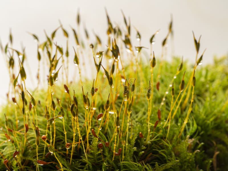 Drops on Fresh Moss - Macro Photography Stock Image - Image of abstract ...