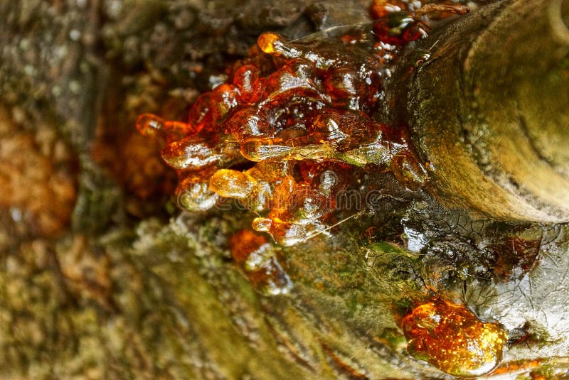 Drops of Frozen Resin on the Bark of a Tree Stock Image - Image of ...
