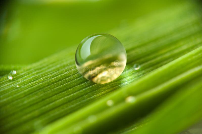 Drop on grass stock photo. Image of ornamental, herb, drops - 7155344