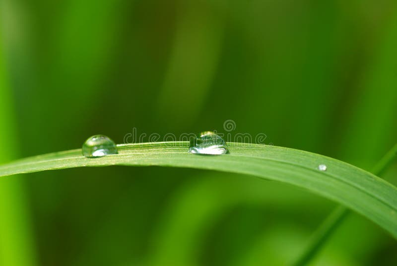 Drops on grass stock image. Image of environment, freshness - 6082307