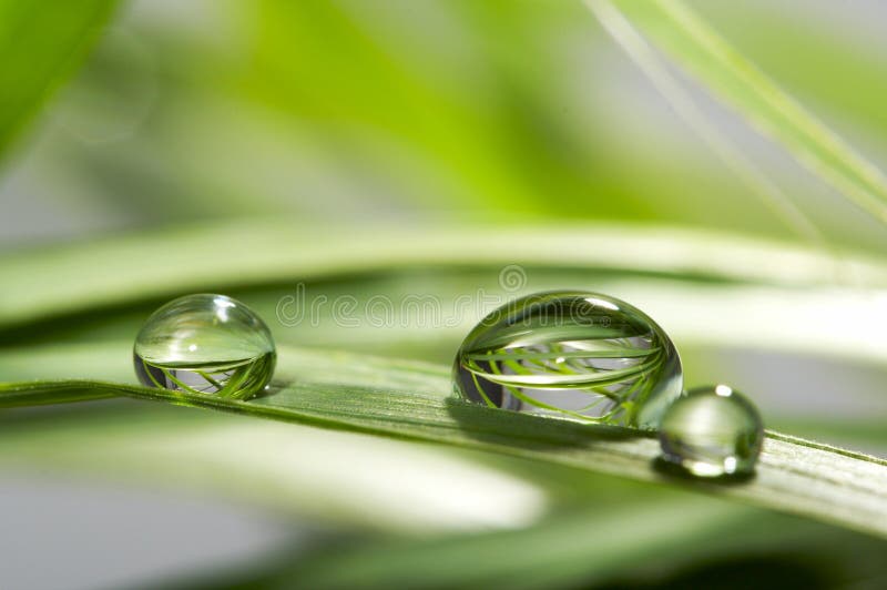 Drop on grass stock photo. Image of ornamental, herb, drops - 7155344