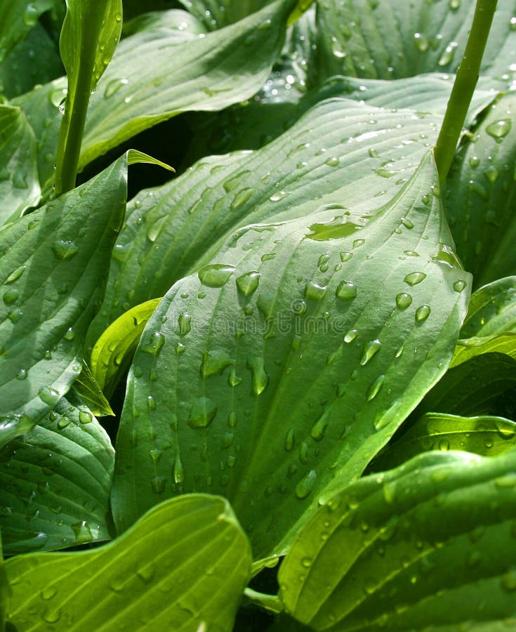 Solid green hosta leaf stock image. Image of leaves, hosta - 253895