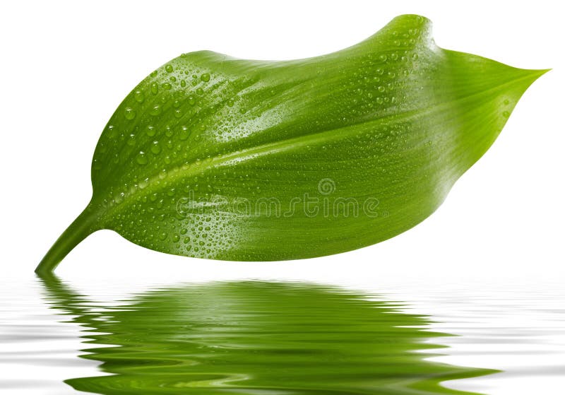 Drops on Green Plant, Reflection Stock Photo - Image of reflection ...