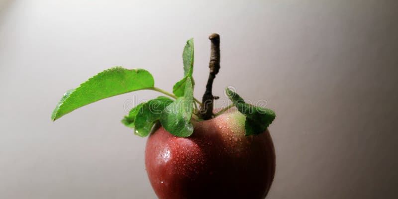 Drops on Juicy Apple with Leaves on the Stalk Studio Stock Photo ...