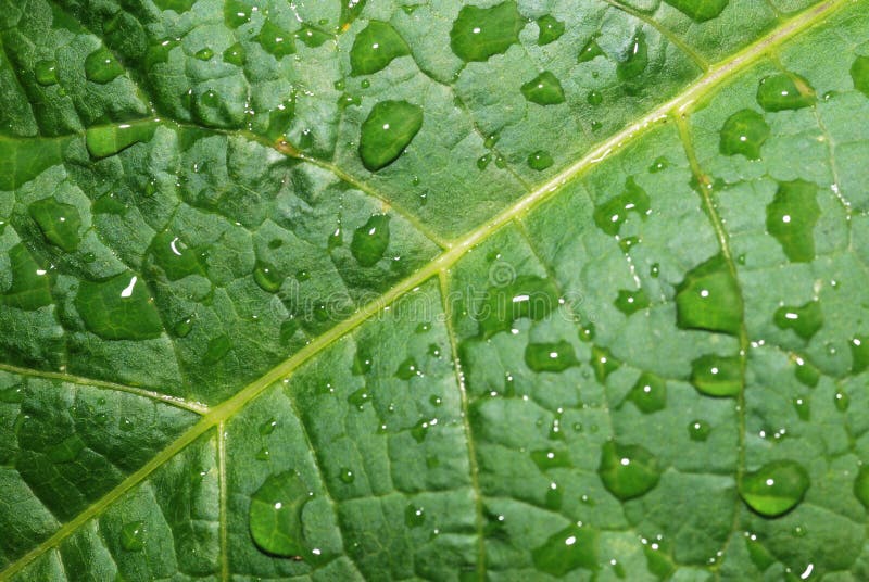 Drops On A Leaf Picture. Image: 5467307