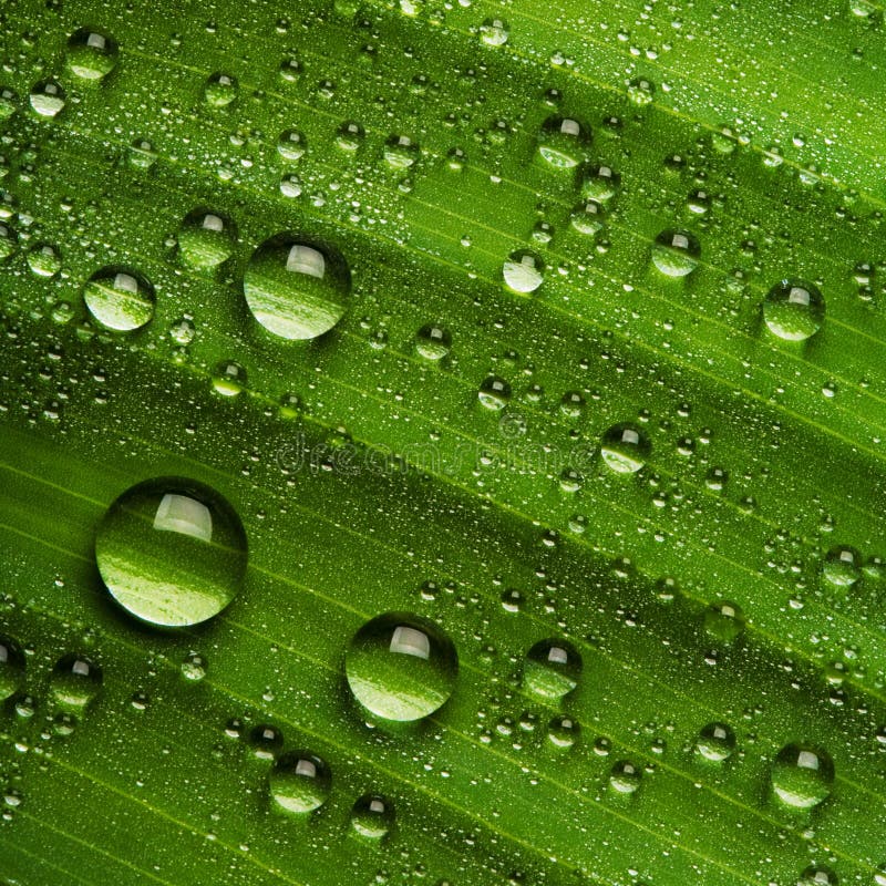 Drops on leaf stock image. Image of leaf, botanical, view - 7473289