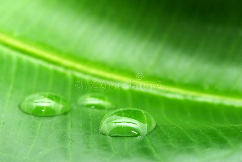 Drops on leaf stock image. Image of flora, nature, green - 7687363