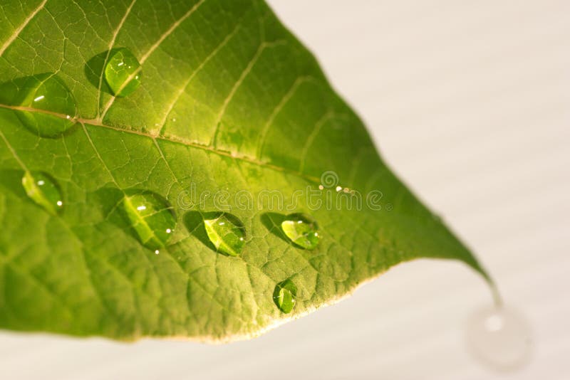 Drops on the leaf stock photo. Image of abstract, gardening - 777622