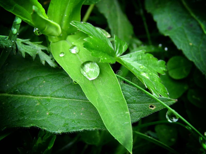 Drops and leaf stock photo. Image of clean, drops, fresh - 43822064
