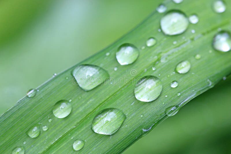 Drops on a leaf after rain stock photo. Image of spring - 219357584