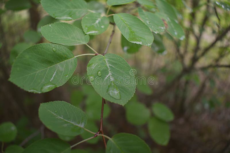 Normal Map Rain Drops Texture, Normal Mapping Stock Photo - Image of ...