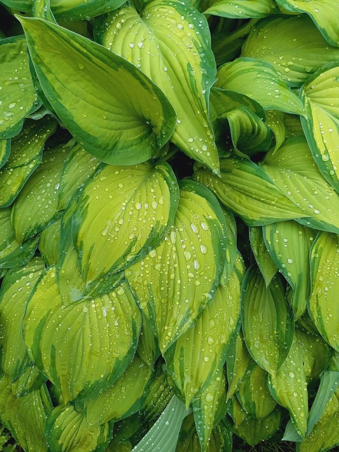 Drops on the Leaves of the Yellow-green Hosta Stock Photo - Image of ...