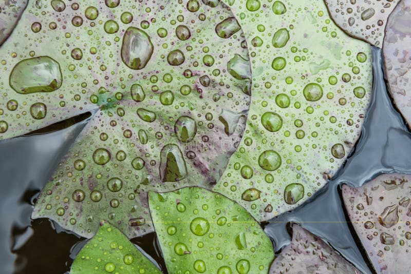 Drops lotus leaf stock image. Image of nature, droplet - 43660957