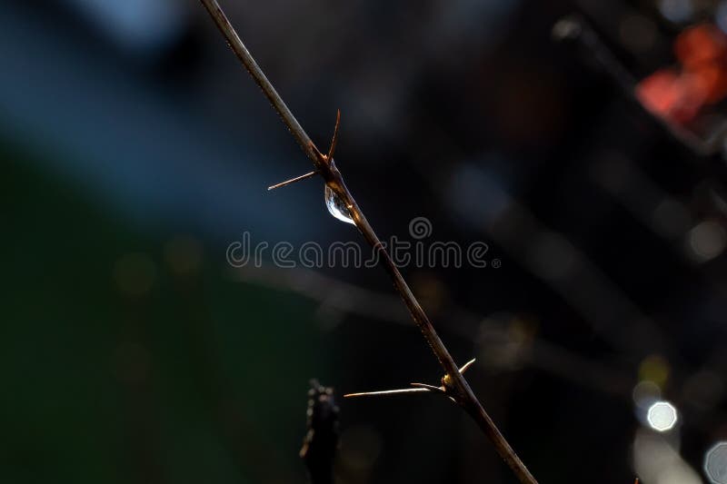 Drops of Melted Snow Drip from a Tree Branch. Stock Image - Image of ...