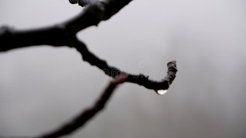 Drops in the mist stock photo. Image of nature, branch - 308488976